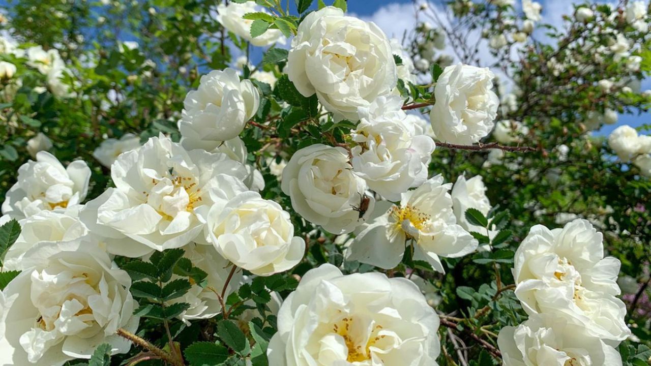 5 Rekomendasi Tanaman Bunga yang Bisa Bikin Rumahmu Cantik Sekaligus ...