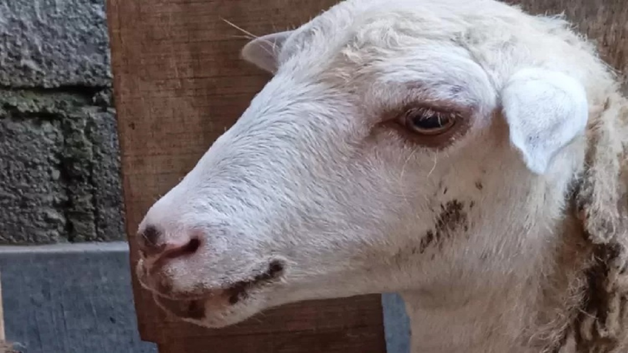 Info Ternak, 4 Penyebab Kambing Terserang Penyakit Korengan dan Cara ...