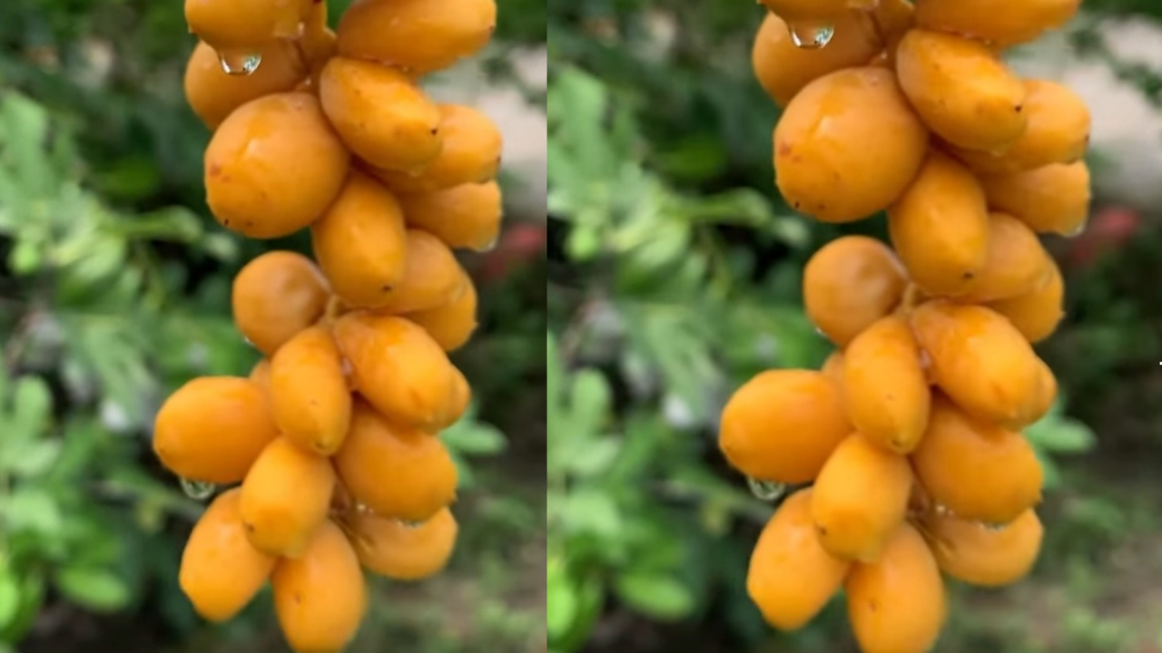 5 Manfaat Kurma Muda (Ruthab) untuk Program Hamil! Bantu Tingkatkan ...