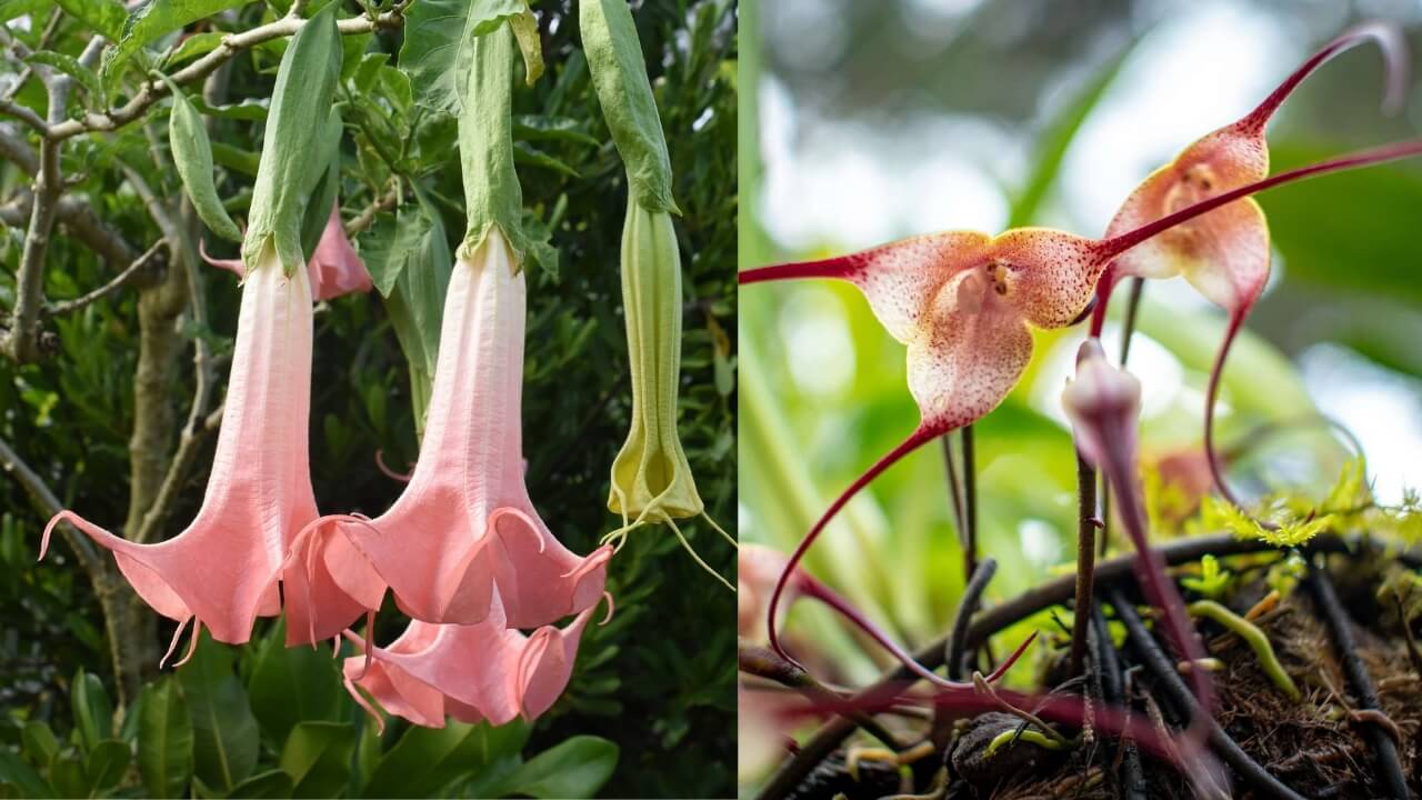 5 Rekomendasi Jenis Bunga Unik dan Cantik di Indonesia, dari Anggrek ...