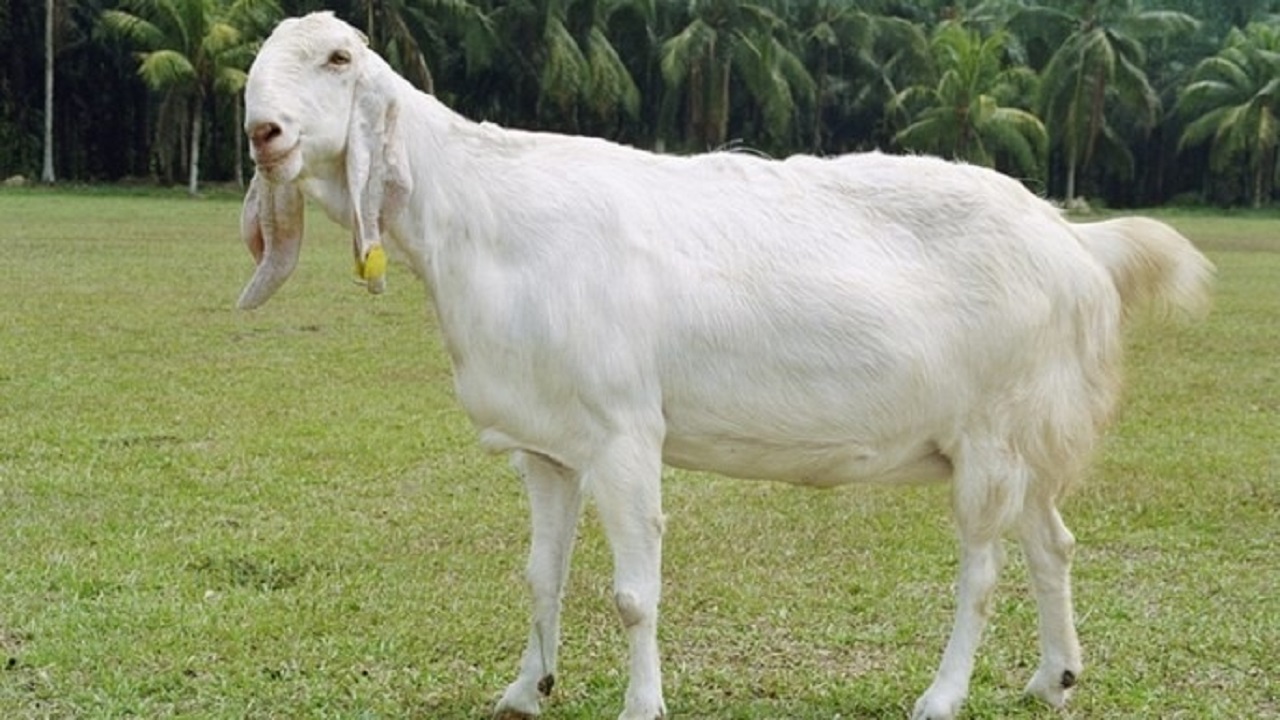 Racikan Pembuatan Pakan Kambing dengan Cara Fermentasi untuk Sistem Penggemukan, Jamin Auto Gendut!