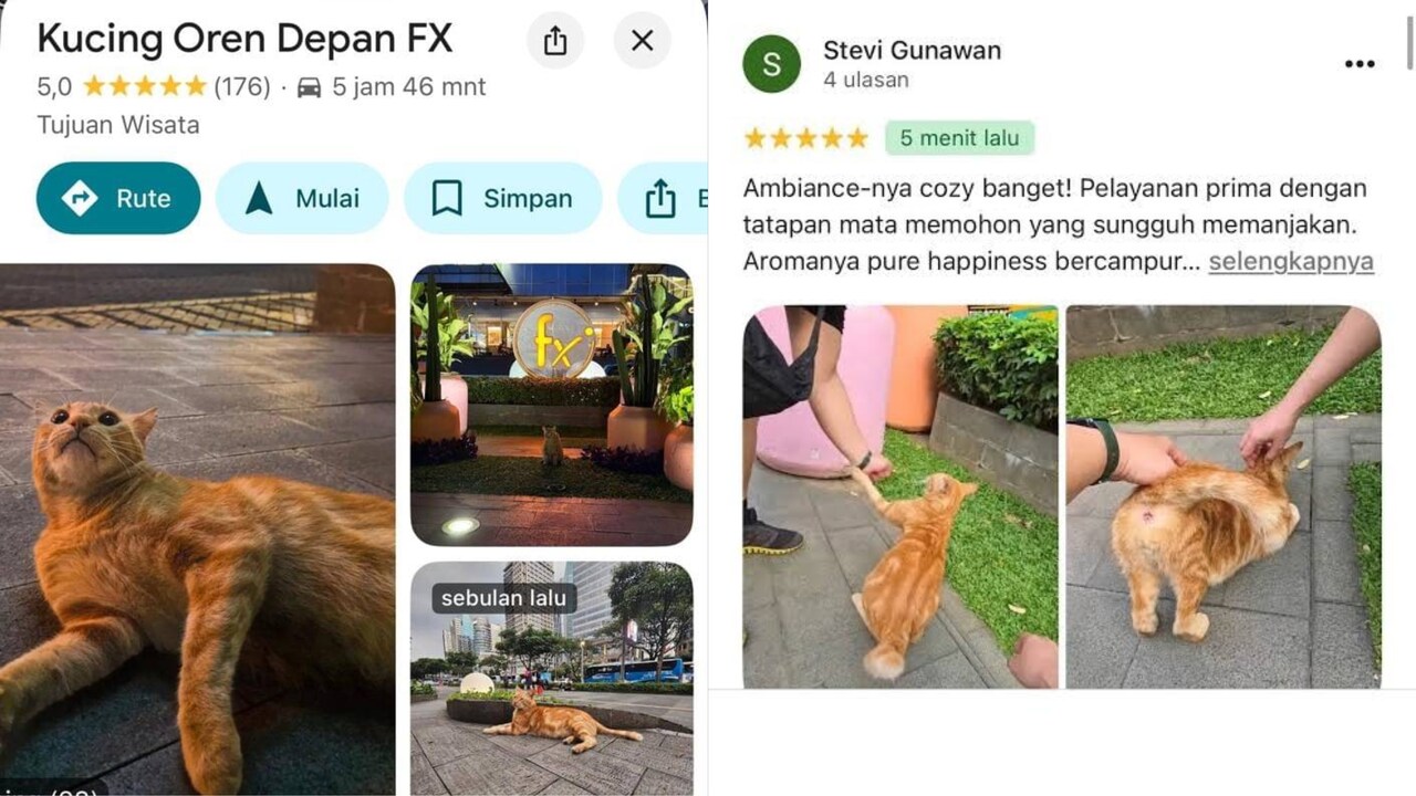 Gokil! Kucing Oren Viral di Depan Mall Sudirman Jadi Destinasi Favorit ...
