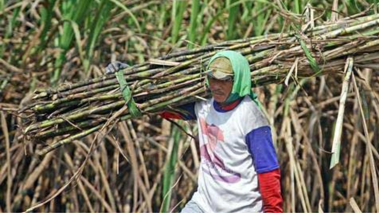Tata Niaga Gula Amburadul, Petani Tebu Tercekik! DPR Desak Pemerintah ...